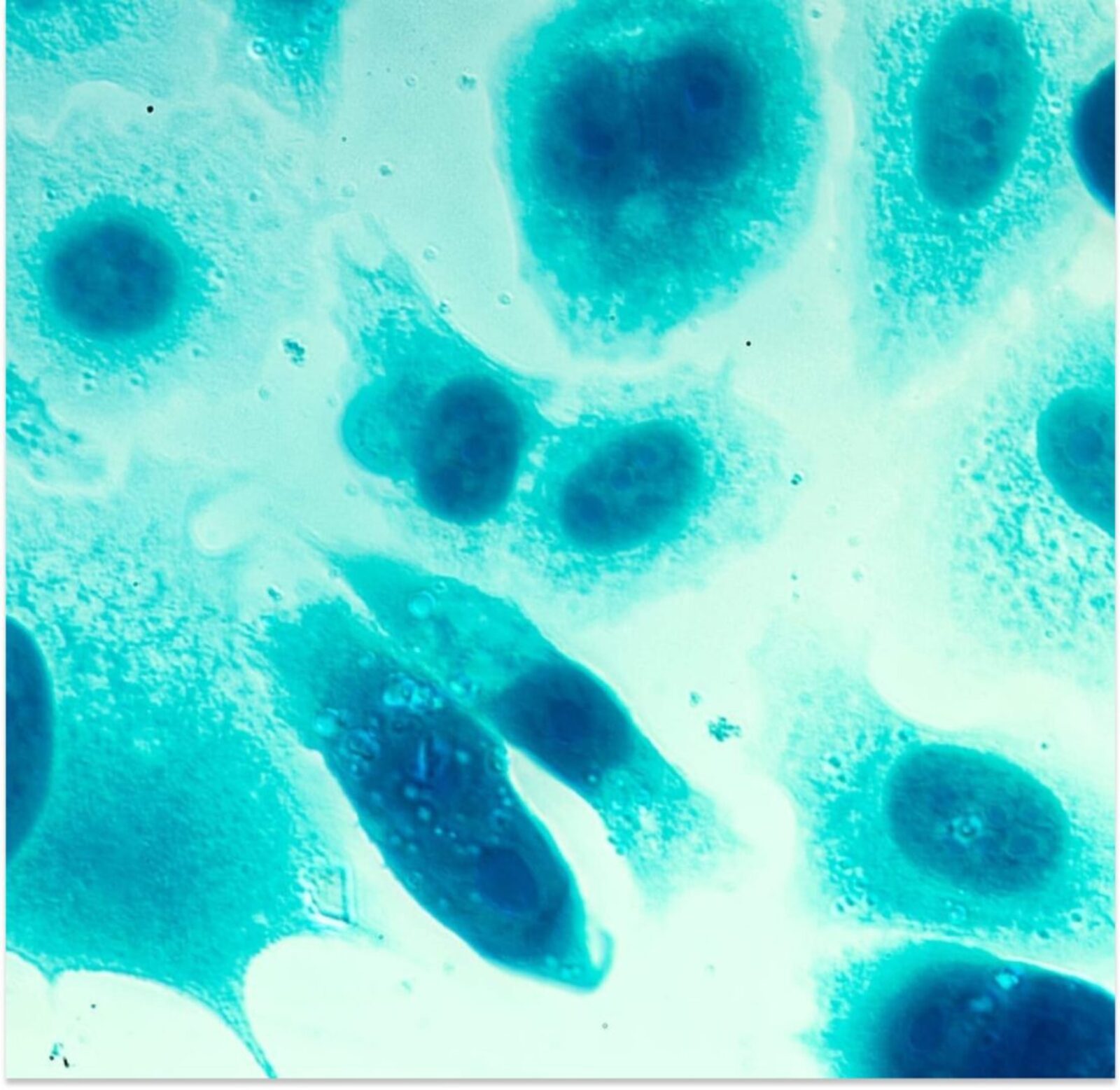 Cell Biology Research Department VAI cell-biology-research-department-vai