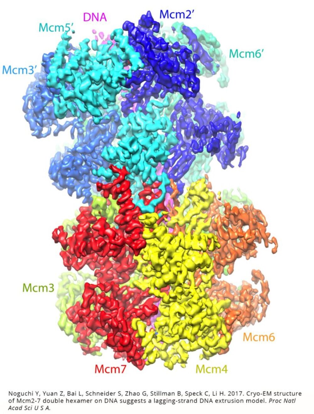Cryo-EM reveals ignition mechanism for DNA replication – Van Andel ...