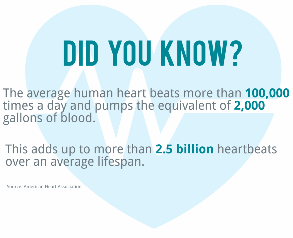 Keeping the beat: How to heal the human heart – Van Andel Institute