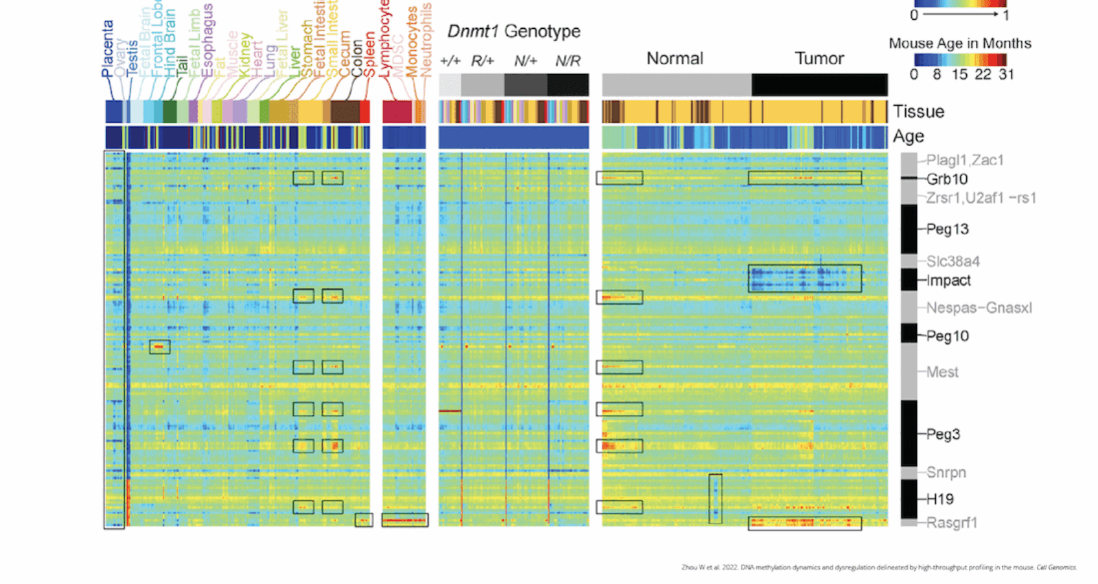New high-throughput array greatly accelerates mouse DNA methylation ...