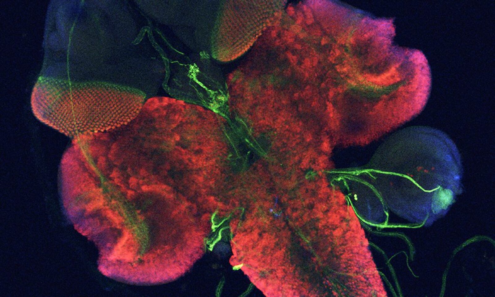 Van Andel Graduate School - VAI