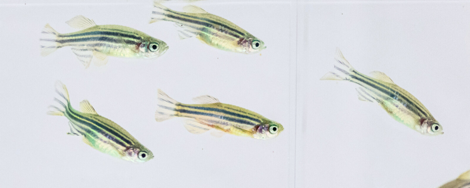 Can a tiny fish help us cure cancer? – Van Andel Institute