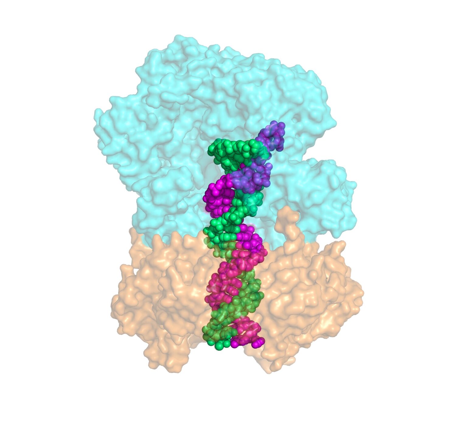 Cryo-EM reveals never-before-seen look at the ‘proofreading’ proteins ...