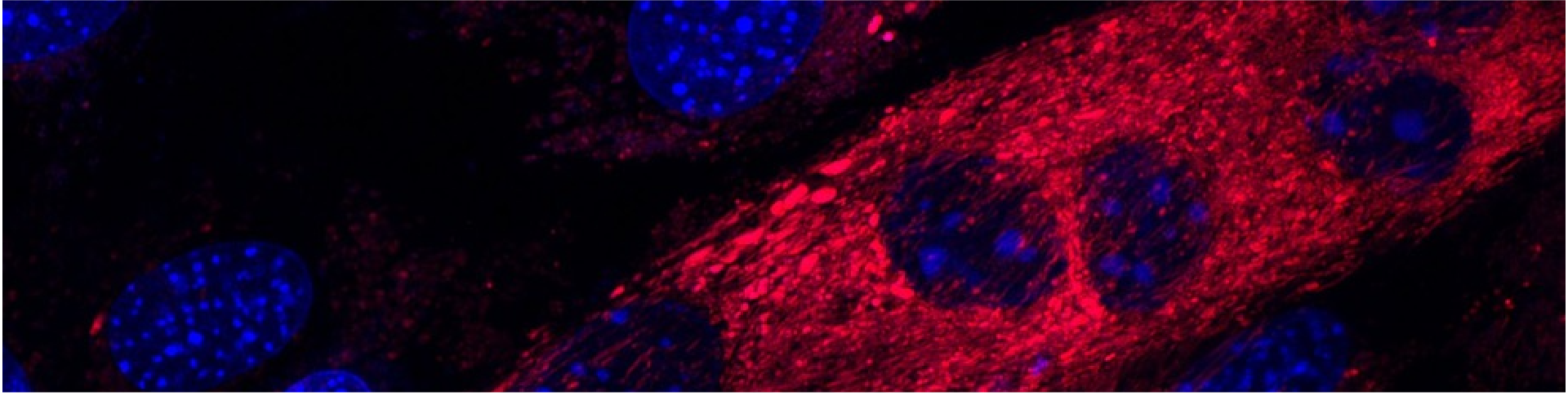 Nowinski Lab Dr. Sara Nowinski - Van Andel Institute